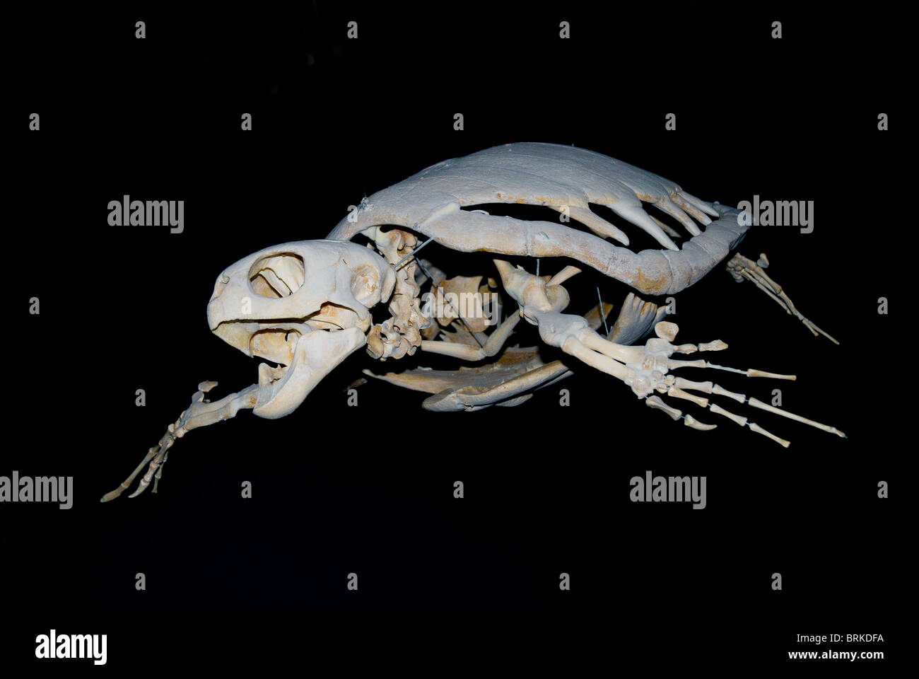 Anatomy turtle hi-res stock photography and images - Alamy