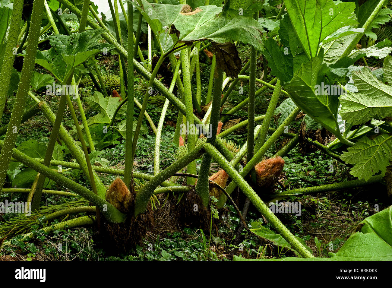 Gunnera tinctoria leaf hi-res stock photography and images - Alamy