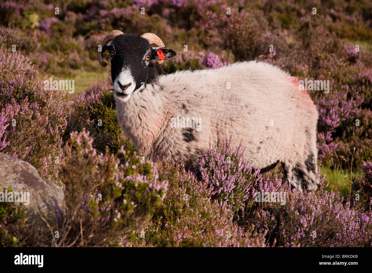 A sheep stands amongst the pink summer heather on Burbage Moor in the ...