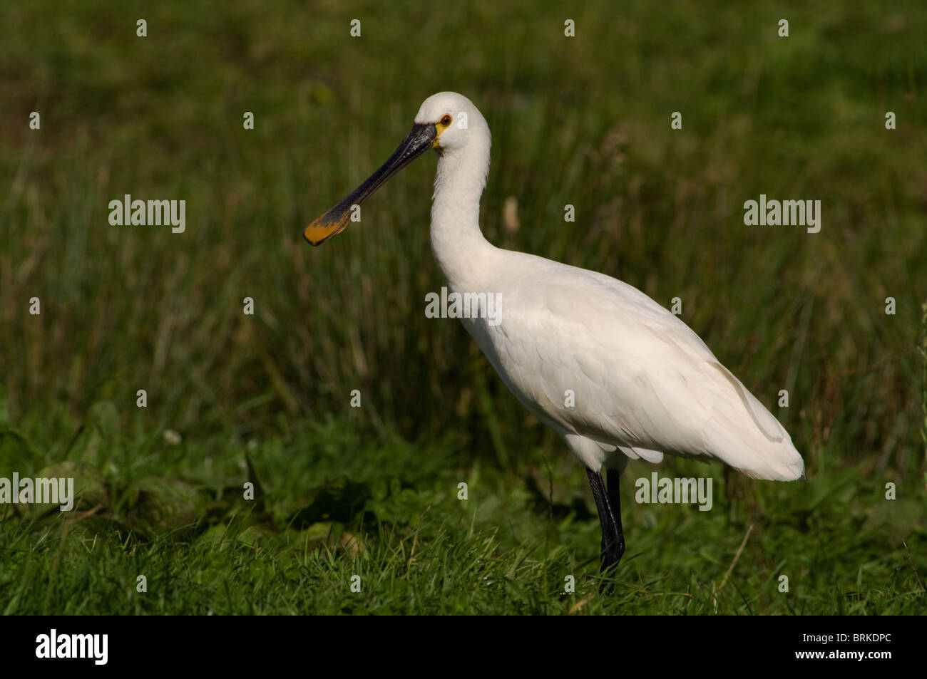 Spoonbill bird portrait standing on a meadow near the seashore, with a ...