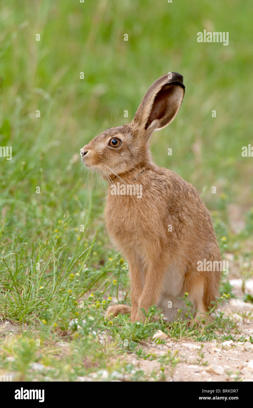 Europian hare hi-res stock photography and images - Alamy