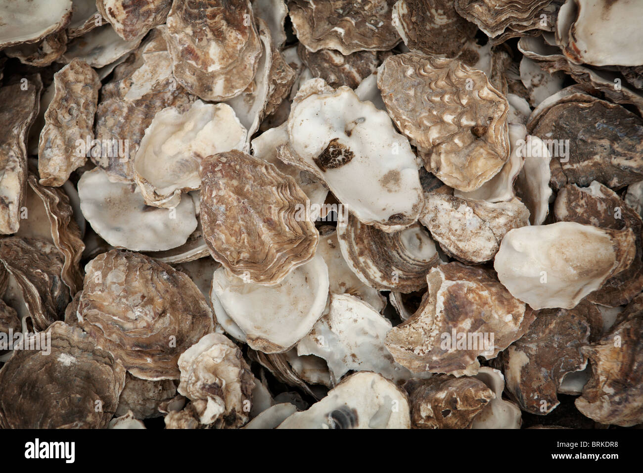 close up detail shot of oyster shell that have been eaten Stock Photo ...
