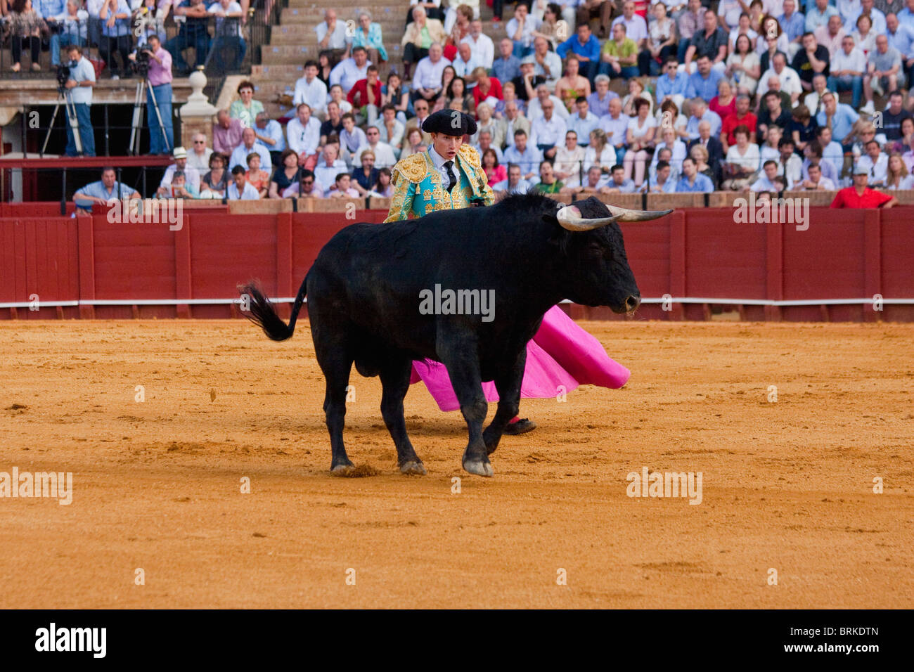 matador and bull in bull fighting scene in sevilla, spain Stock Photo ...