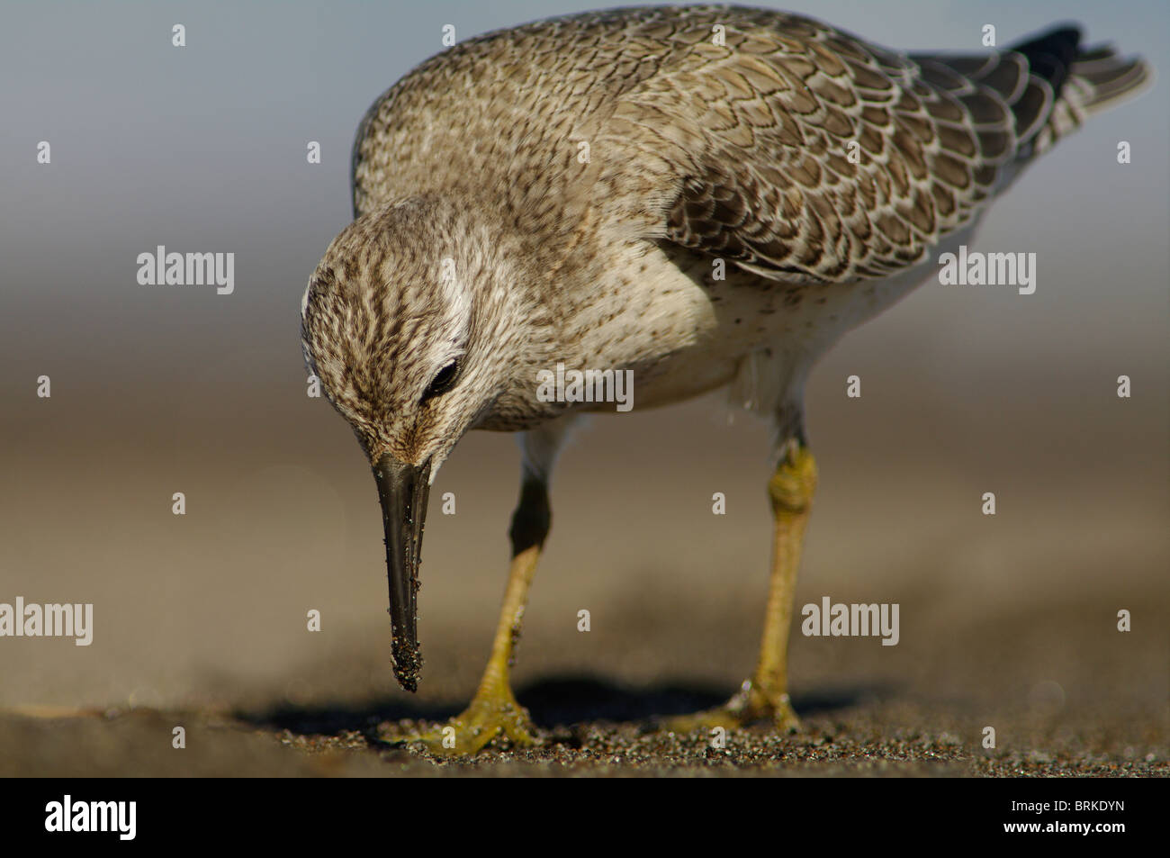 knot walking on sand looking for food. I was so near due to camouflage ...