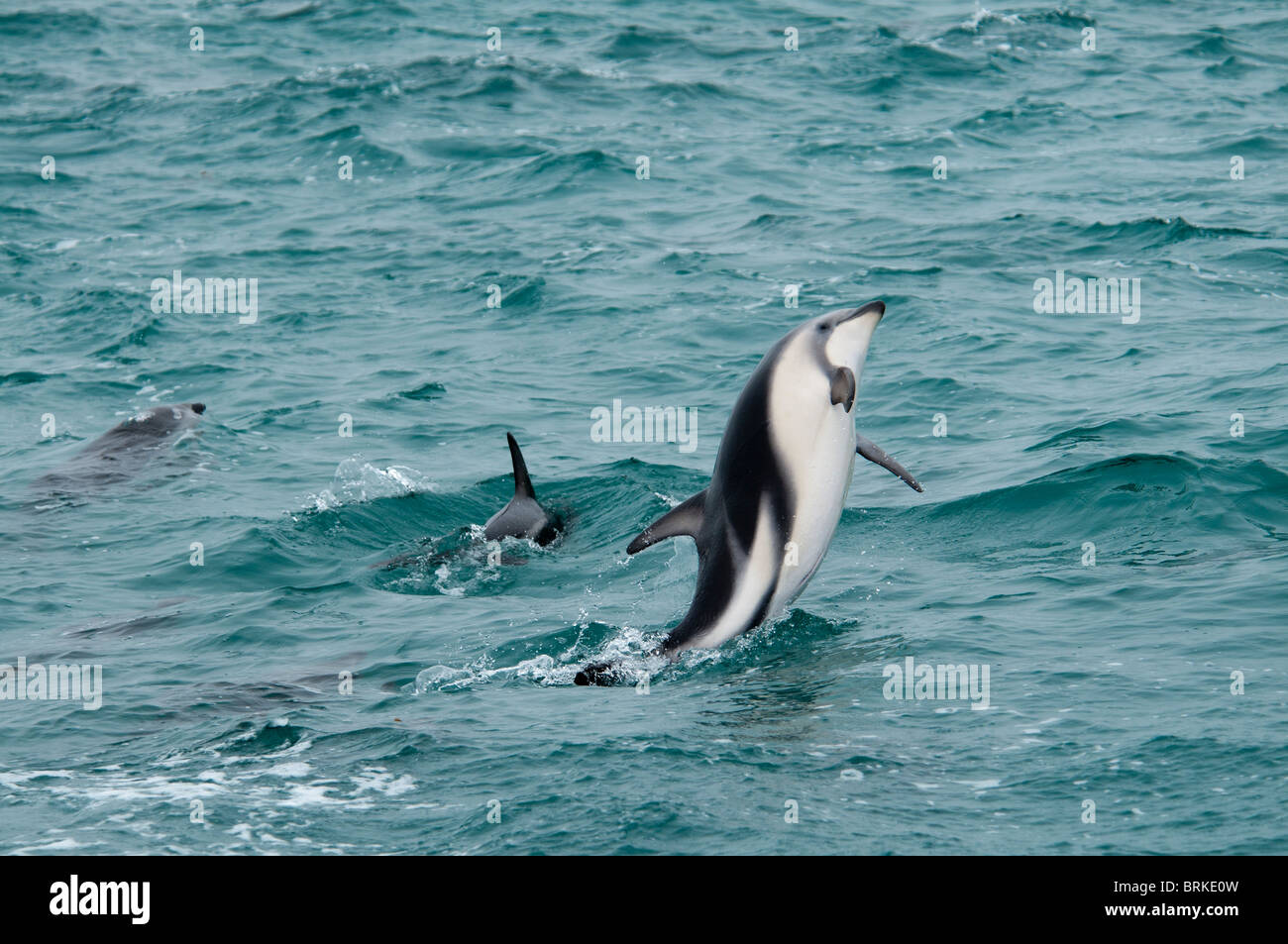 Dusky dolphin lagenorhynchus obscurus jumping hi-res stock photography ...