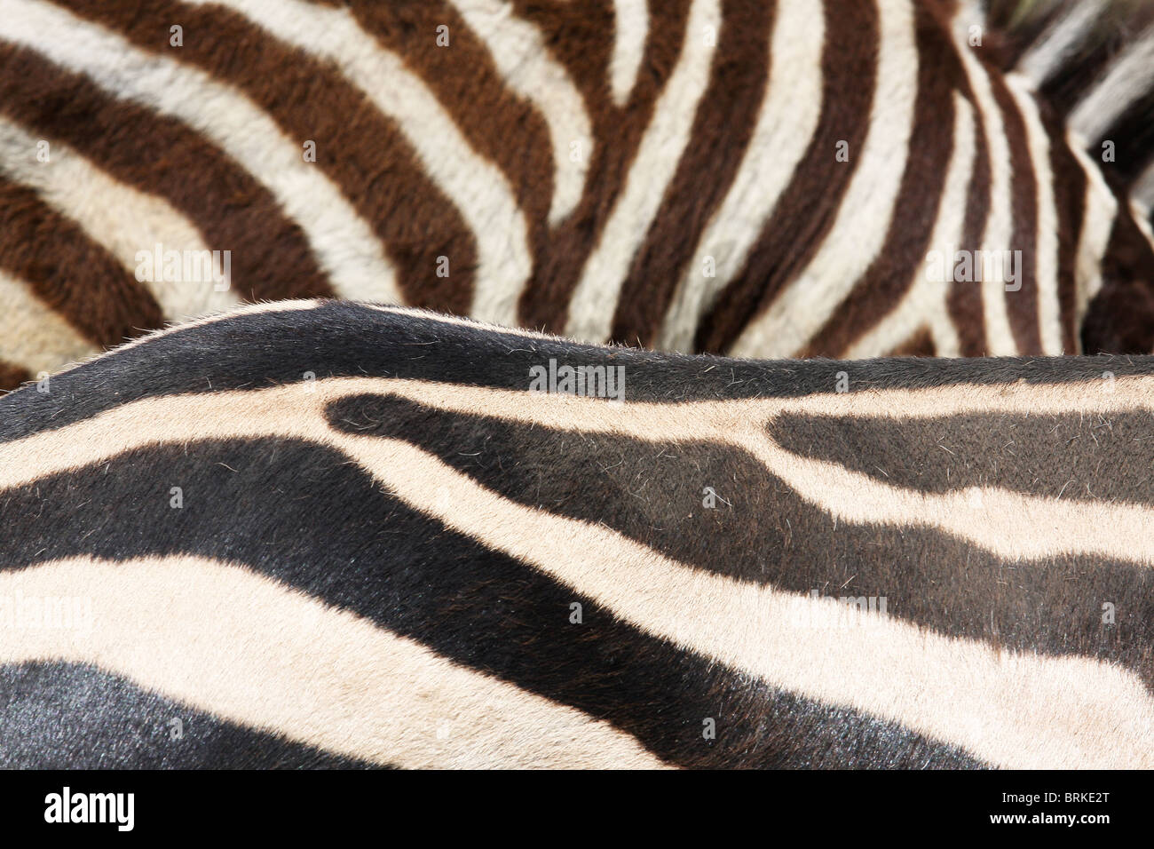 Animal print pattern hi-res stock photography and images - Alamy