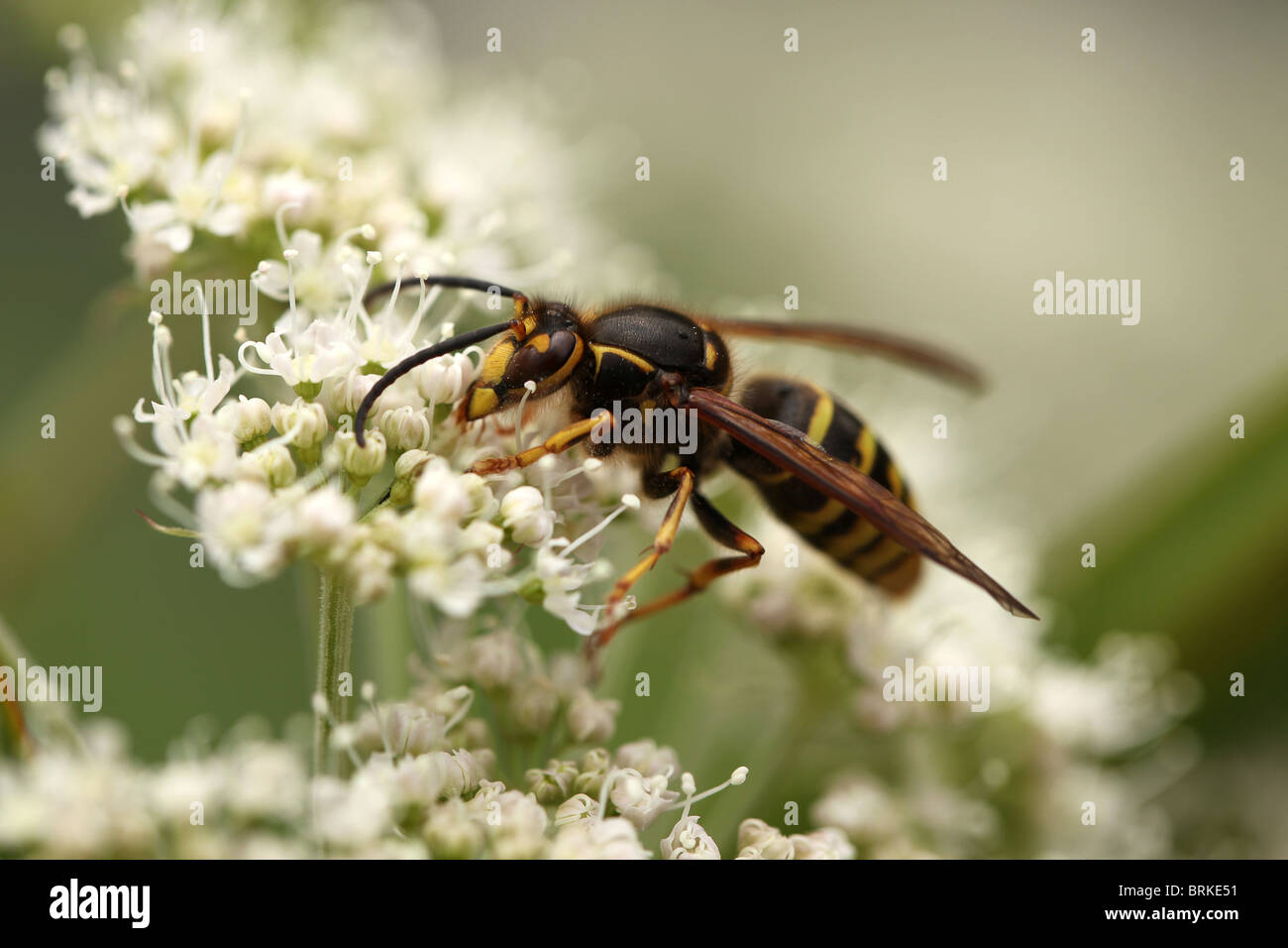 Common wasp vespa vulgaris hi-res stock photography and images - Alamy