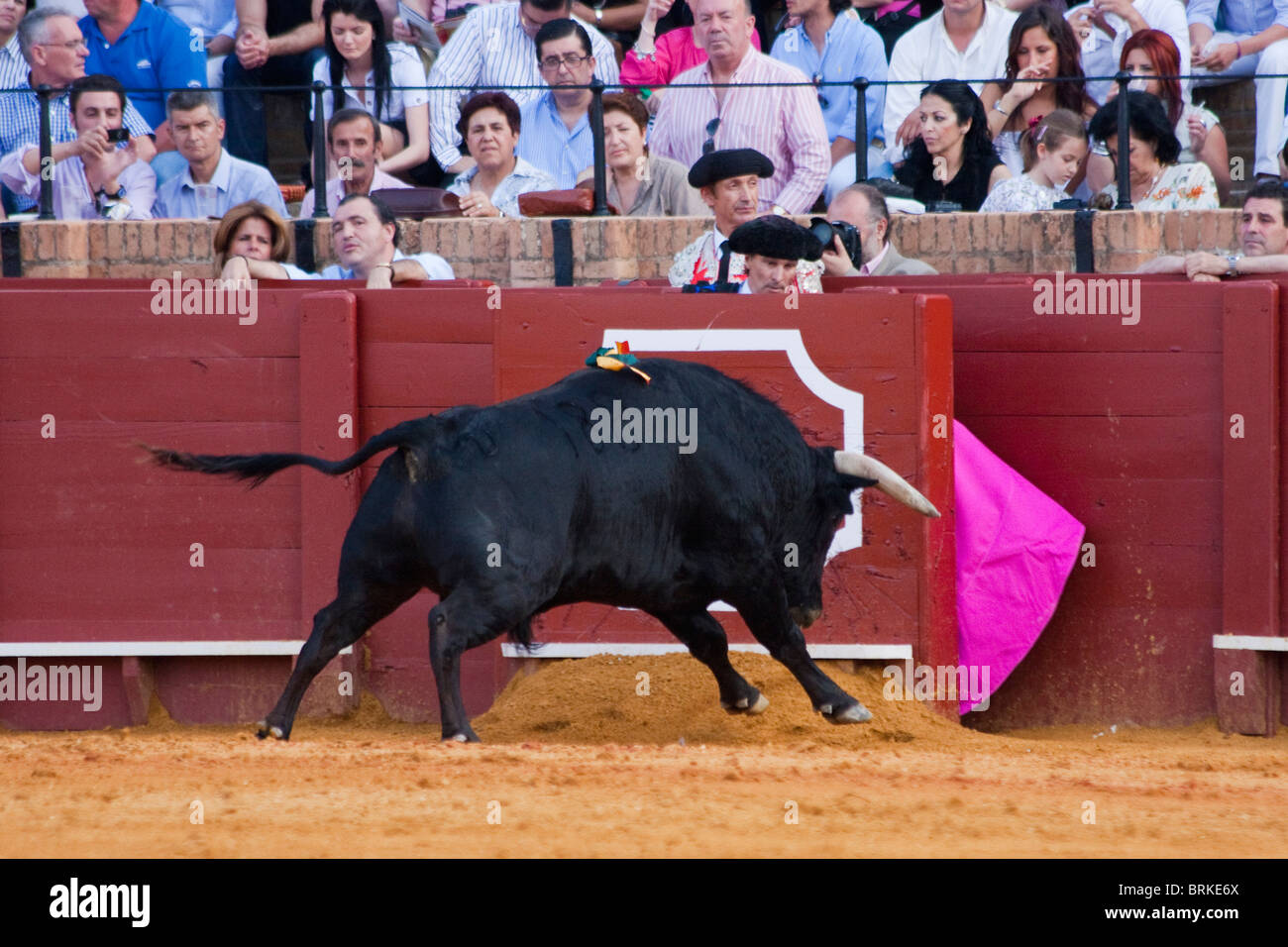 Matador bull charging hi-res stock photography and images - Alamy
