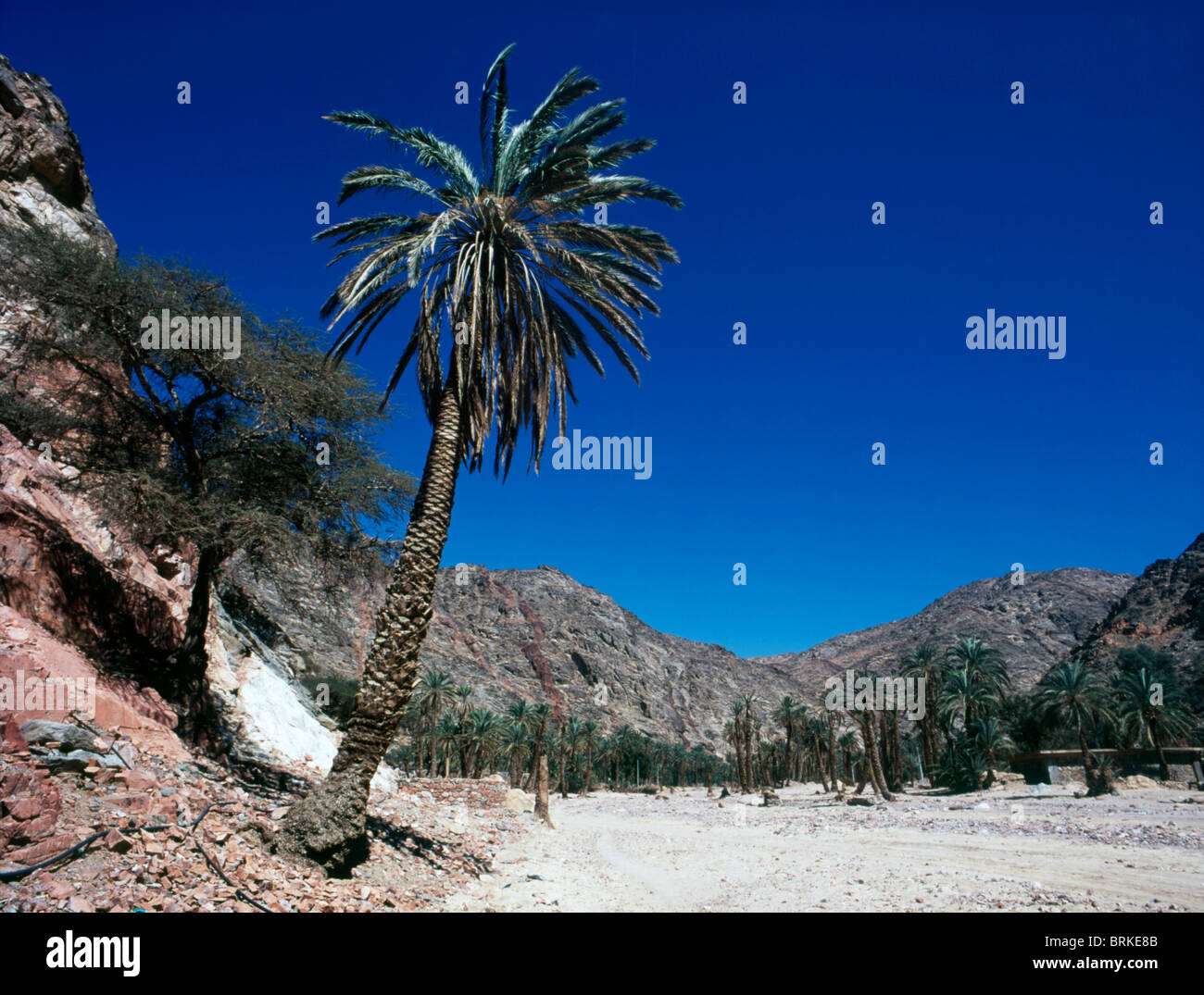 Ferrian Oasis nr Mount Sinia, Eygpt Stock Photo - Alamy
