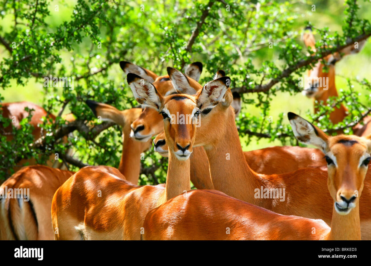 Wild antelope. Africa. Kenya. Samburu national park Stock Photo - Alamy