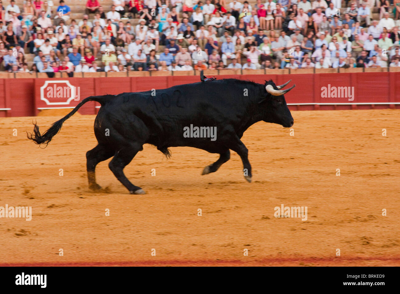 Bull fighting arena hi-res stock photography and images - Alamy