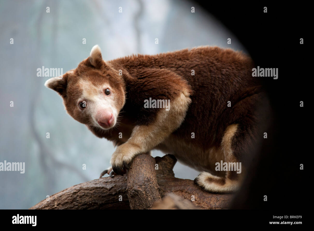 Cologne Zoo - Matschei's Tree Kangaroo, Dendrolagus matschiei Stock ...