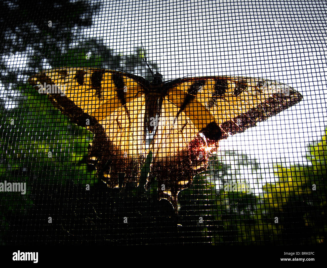 Butterfly screen hi-res stock photography and images - Alamy