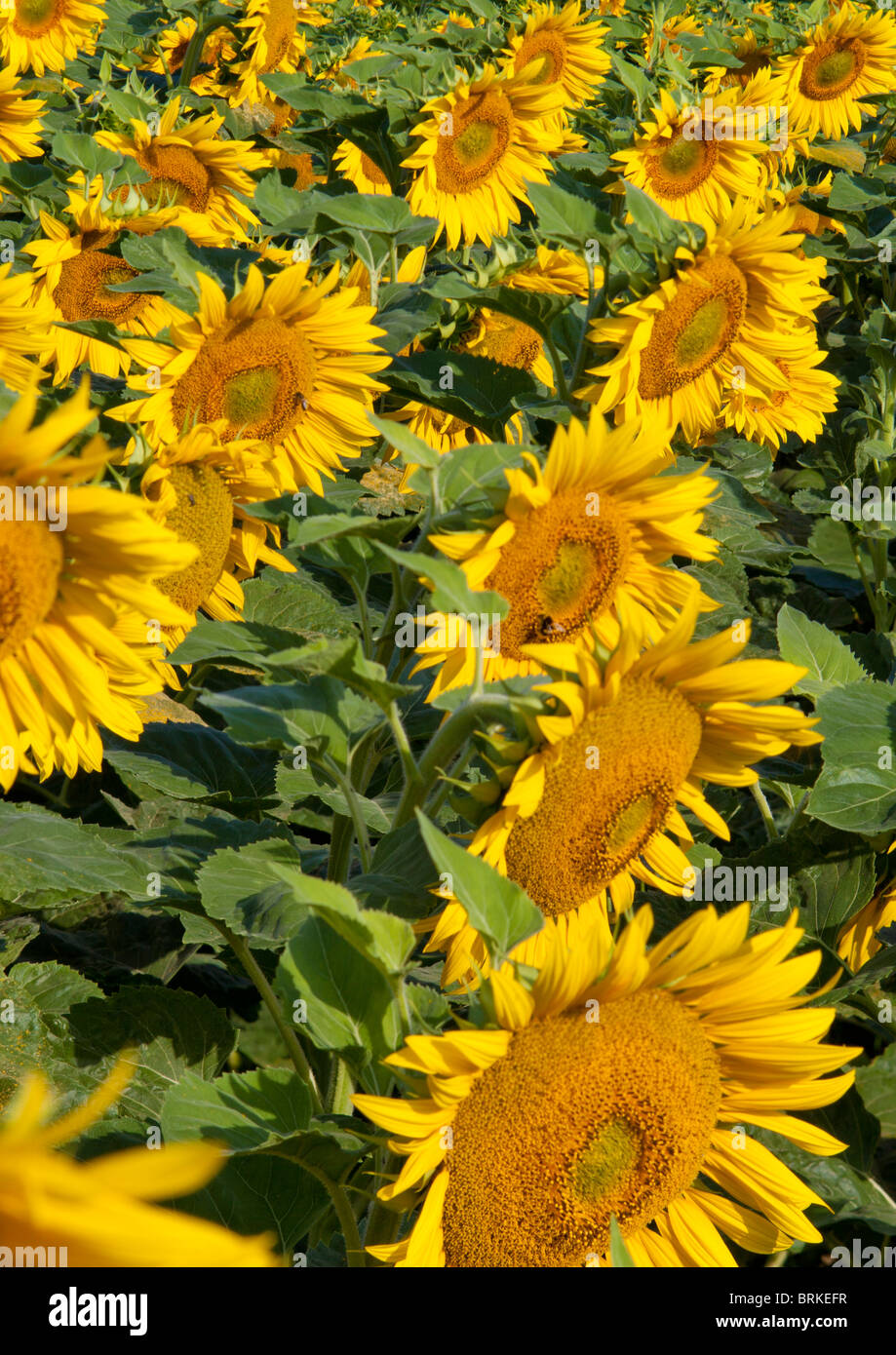 Closeup of sunflowers Stock Photo - Alamy