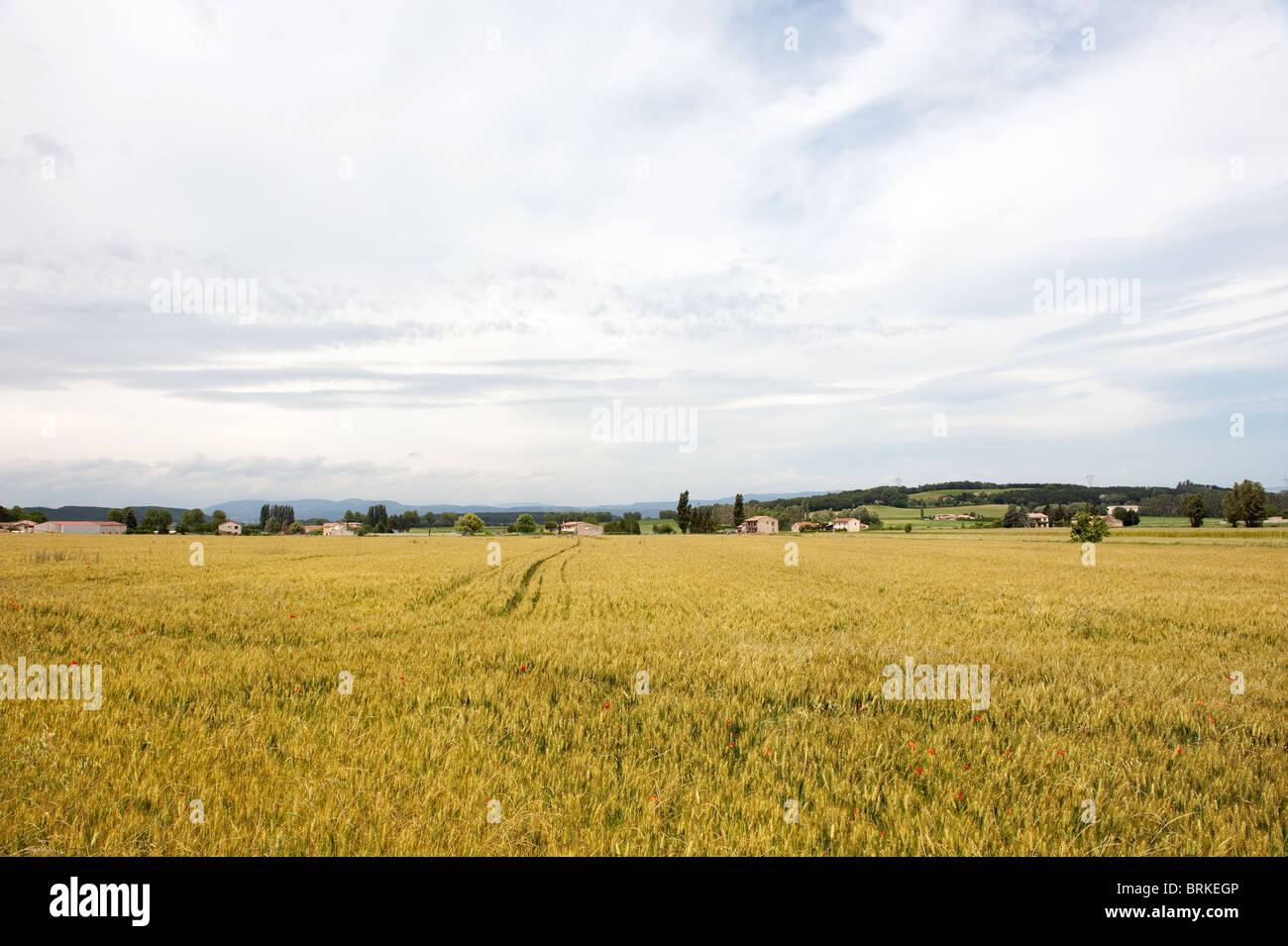 Agriculture landscape with corn fields in French Bourgogne Stock Photo ...