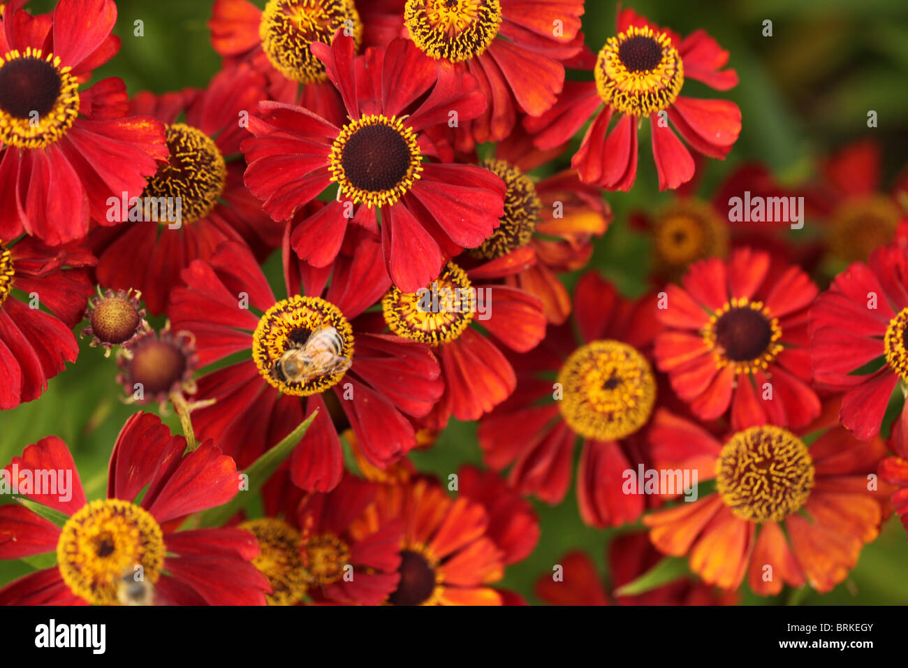 Overhead view of a Honey Bee on vivid red Heleniums Stock Photo - Alamy
