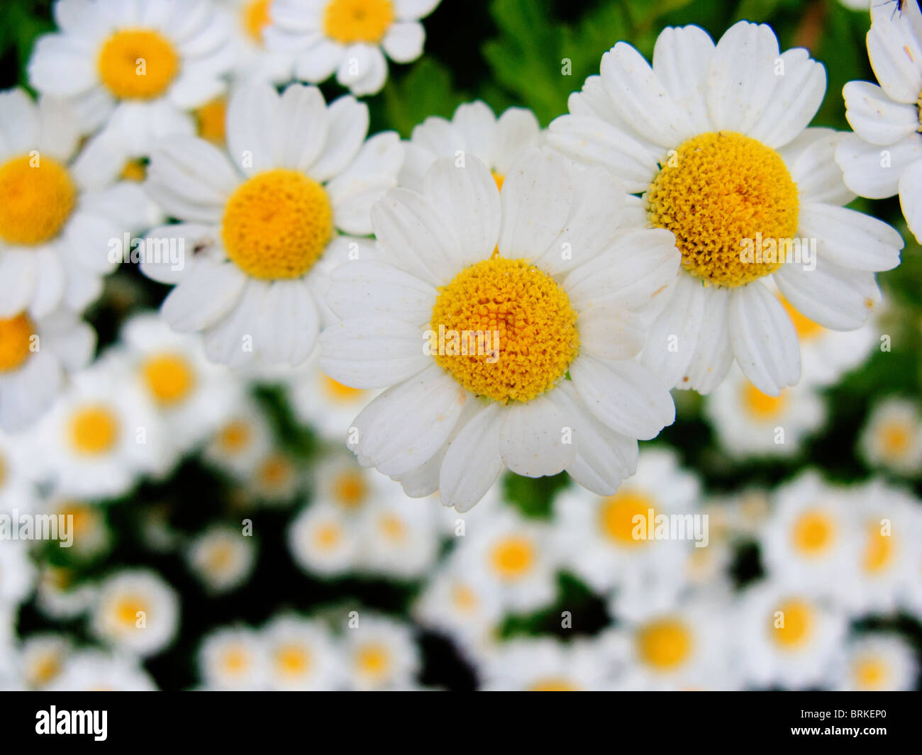 many flowers close up in a garden Stock Photo - Alamy