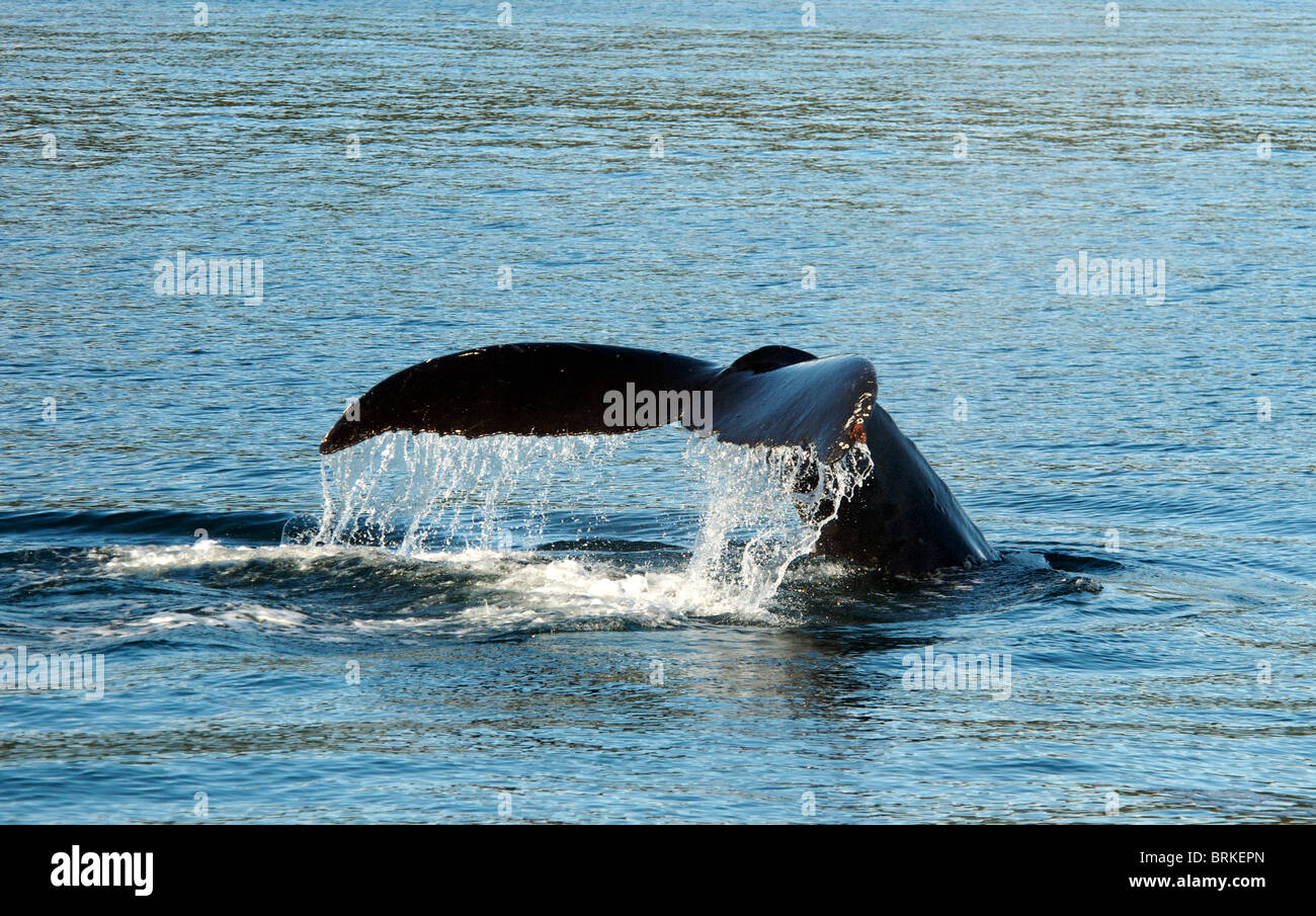 Tail fin or fluke of Humpback Whale about to dive Inside Passage Alaska ...