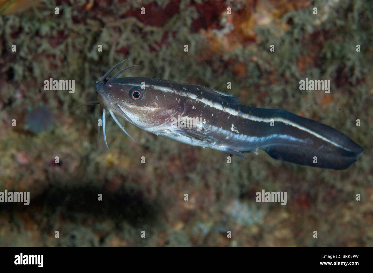 Striped catfish on a reef in Indonesia Stock Photo - Alamy