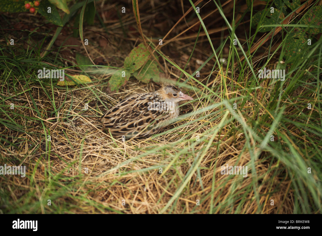 Corncrake nest hi-res stock photography and images - Alamy