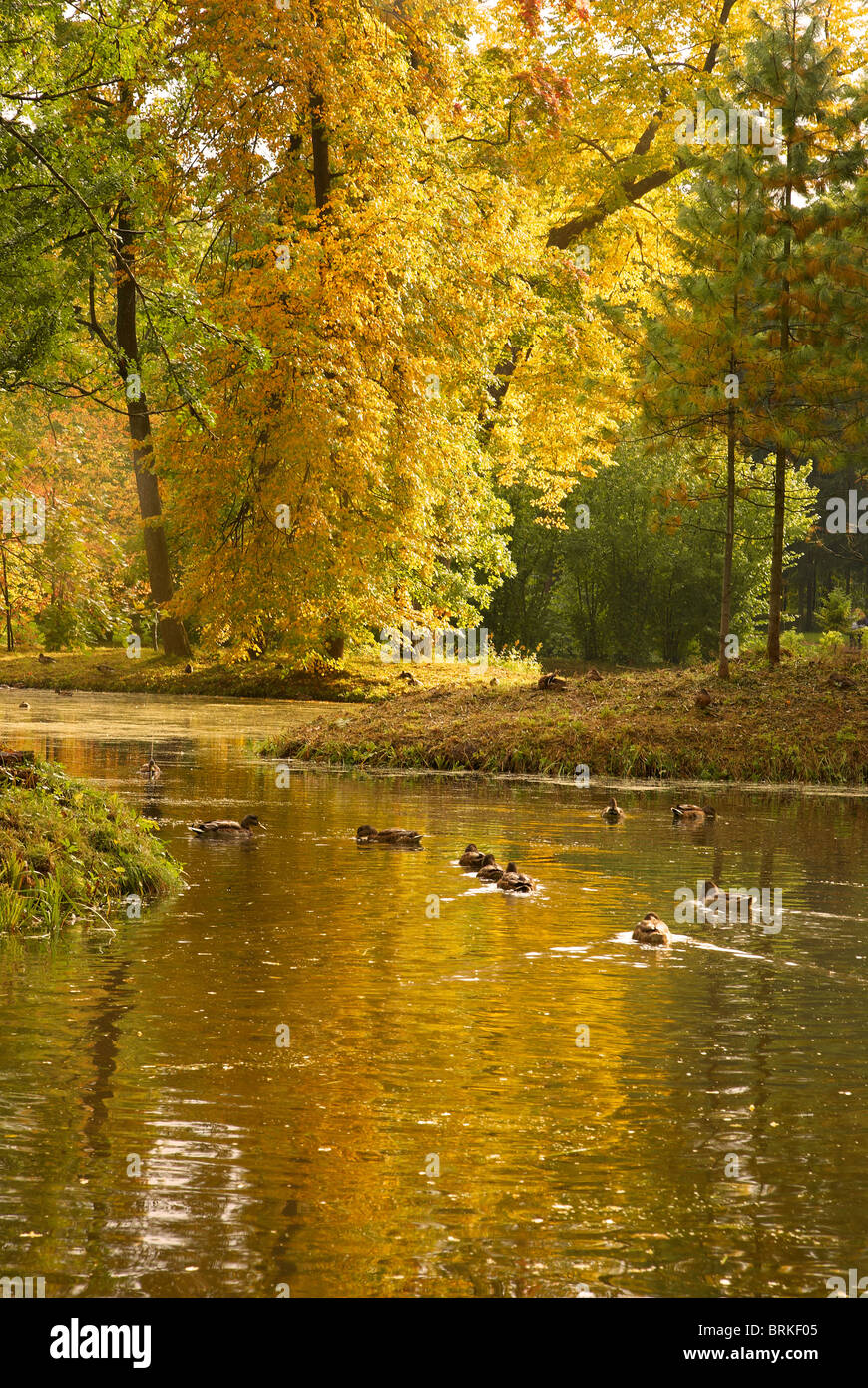 Wild-ducks in a forest lake in autumn Stock Photo - Alamy