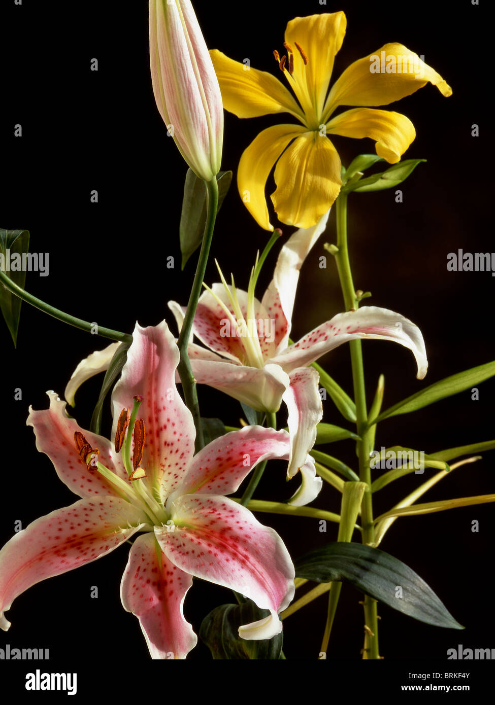 Stem of lily blossoms in studio Stock Photo - Alamy