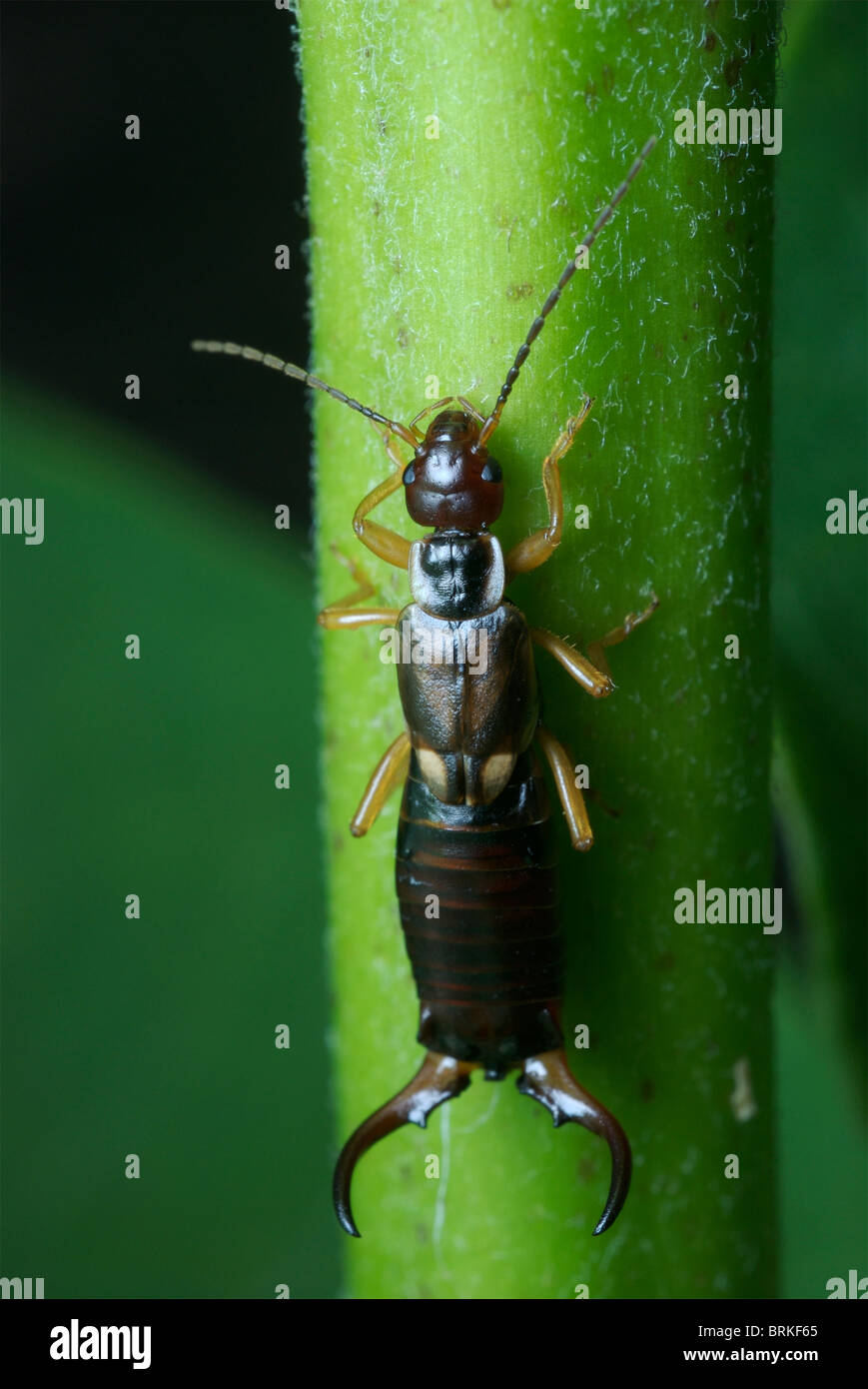 Earwig hi-res stock photography and images - Alamy