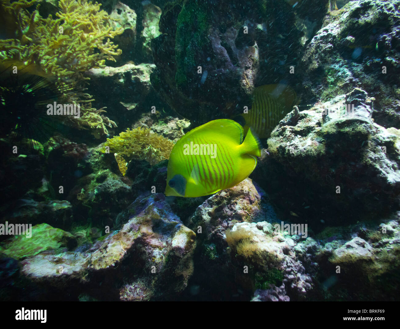 Cologne Zoo aquarium - marine reef tank Stock Photo - Alamy