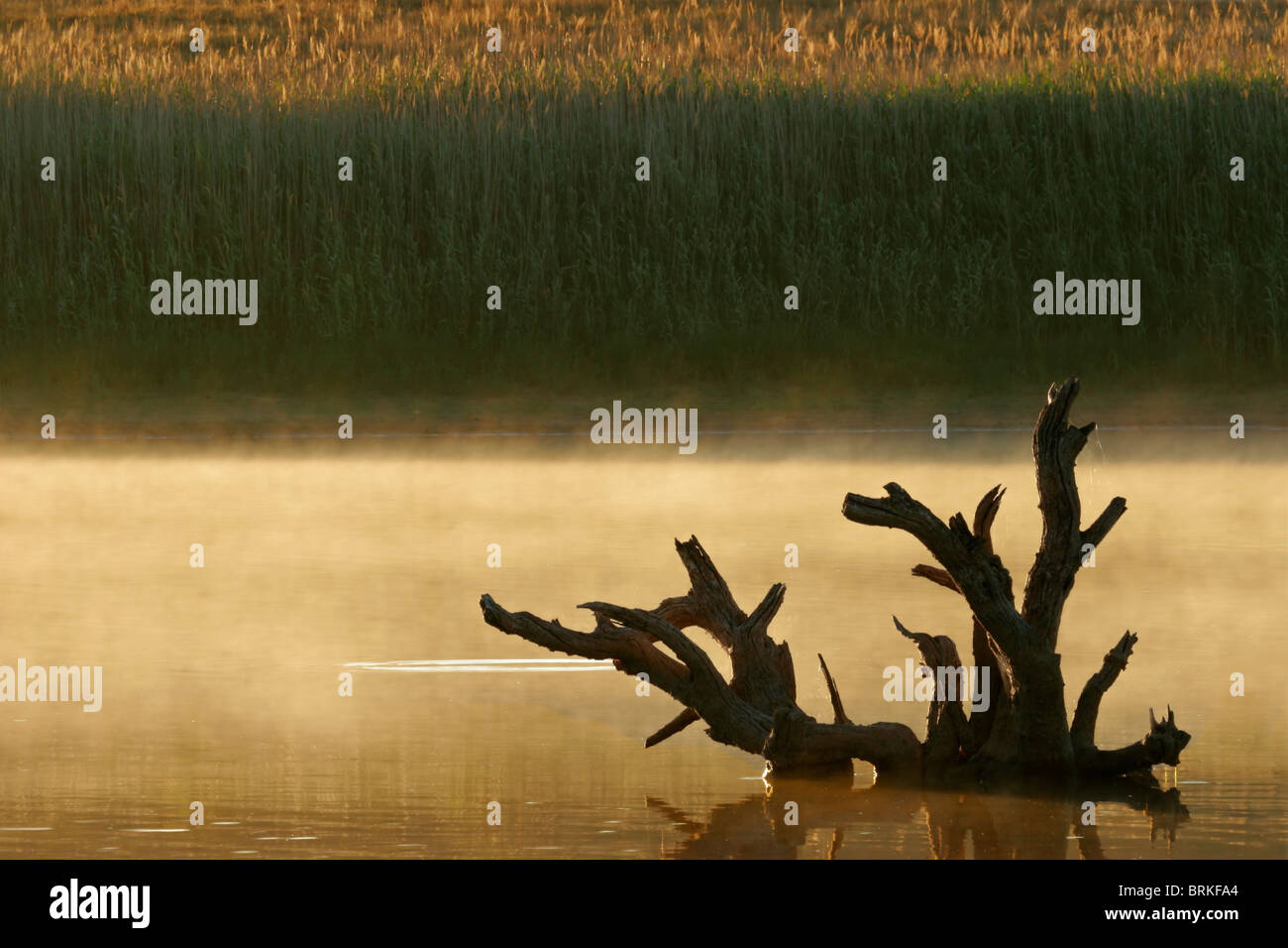 Golden misty sunrise hi-res stock photography and images - Alamy