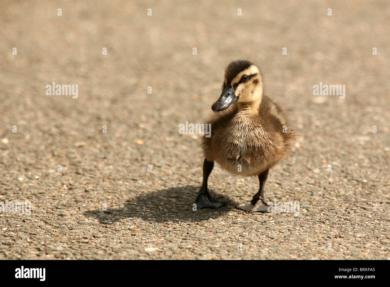 Juvenile Mallard High Resolution Stock Photography and Images - Alamy