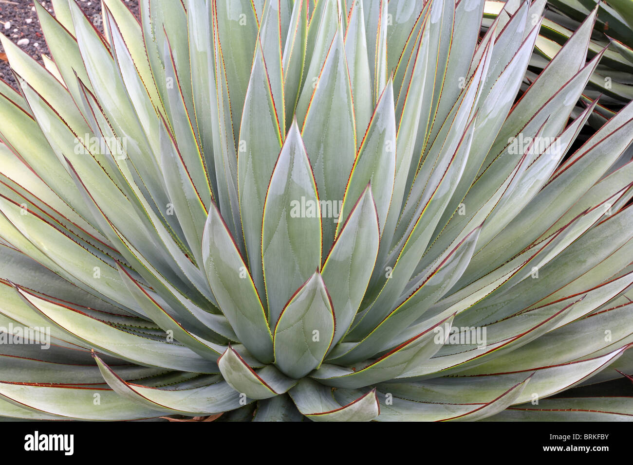 Light green aloe cactus plant showing delicate blue green leaves with ...