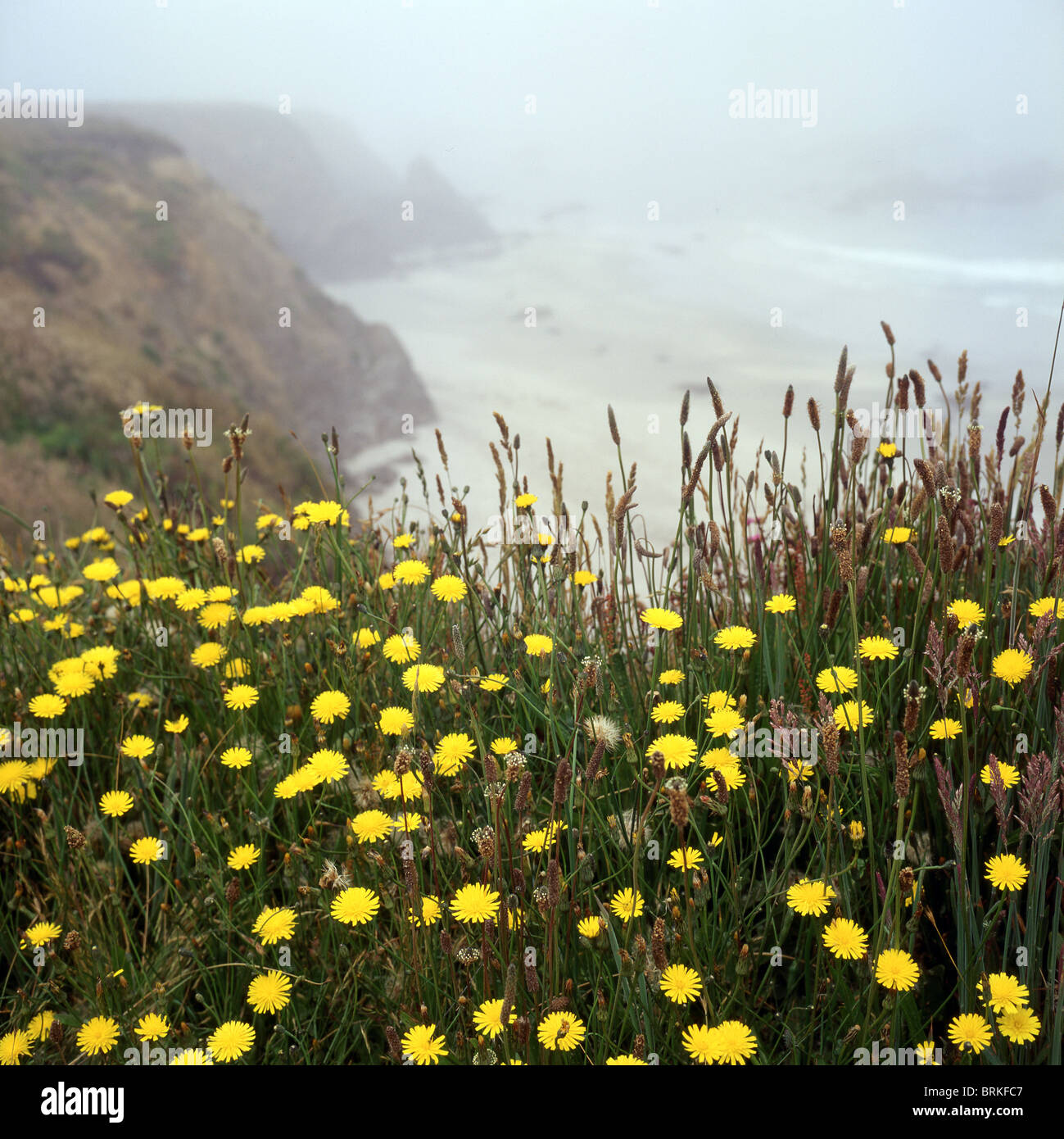 Northern california flowers hi-res stock photography and images - Alamy