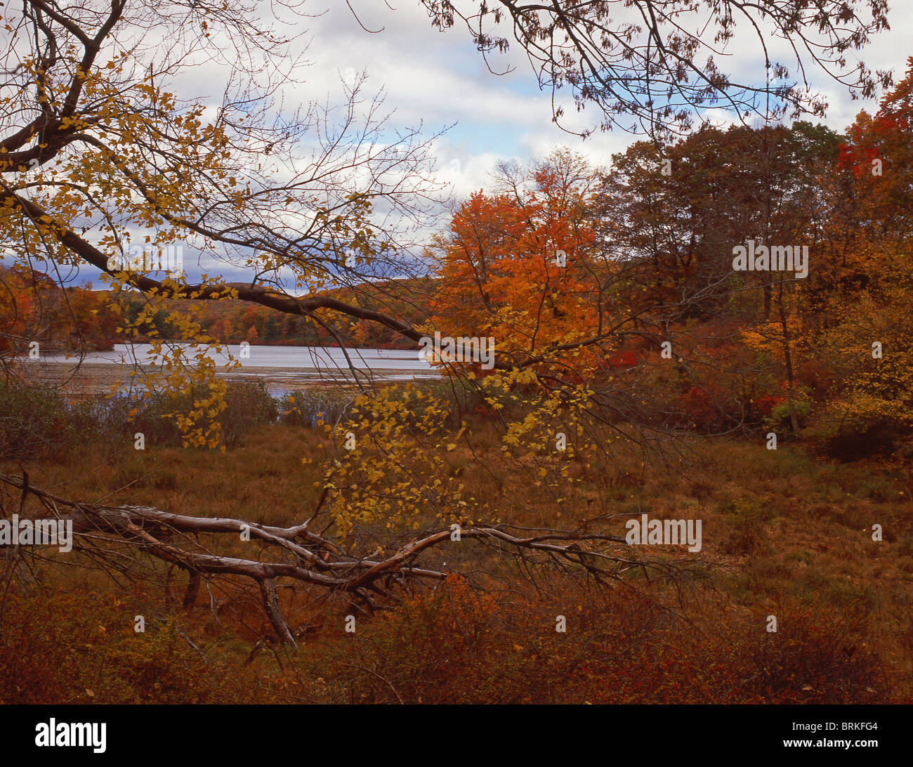 Autumn view into the forest Stock Photo - Alamy