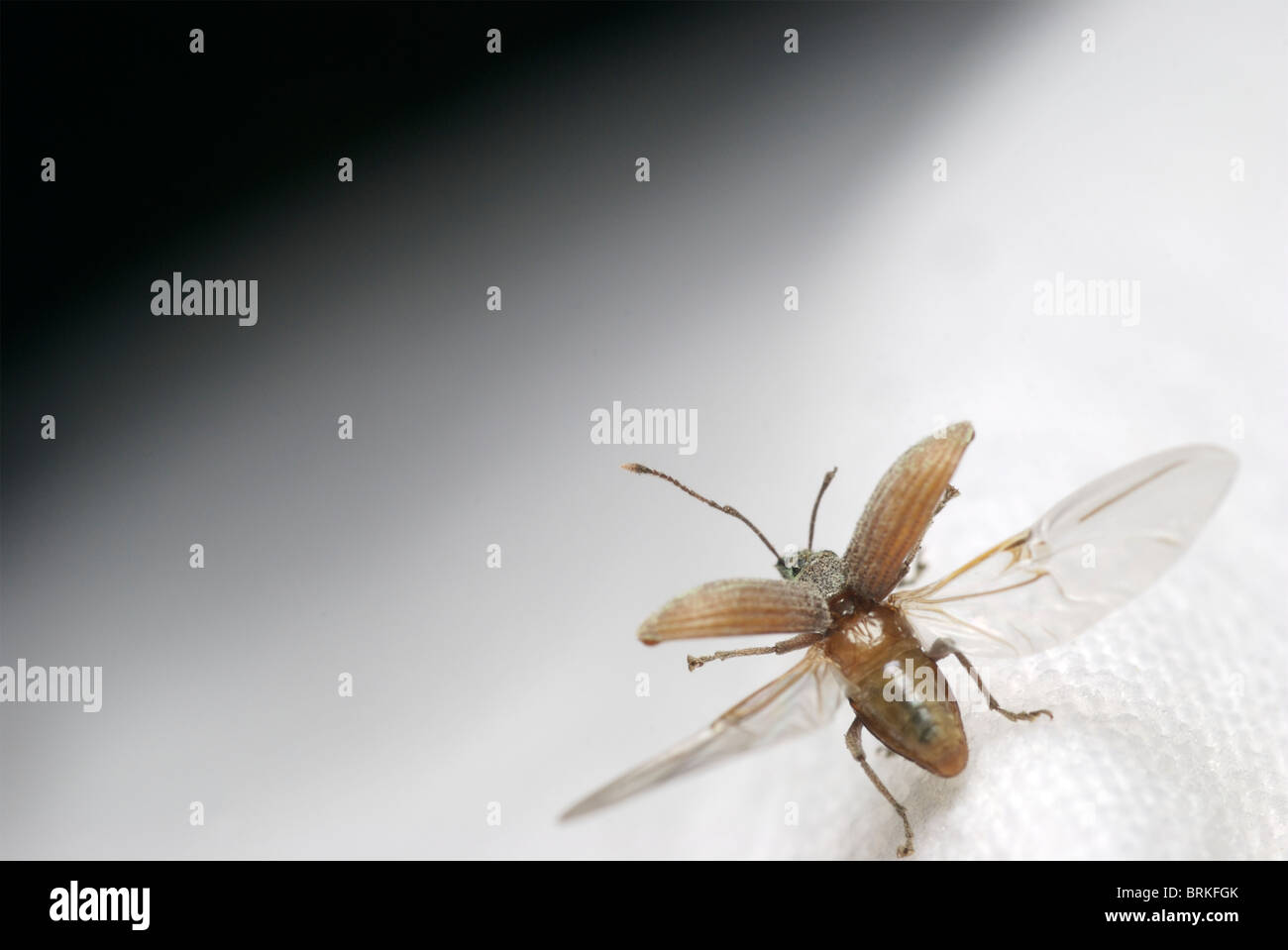 Asiatic oak weevil hi-res stock photography and images - Alamy