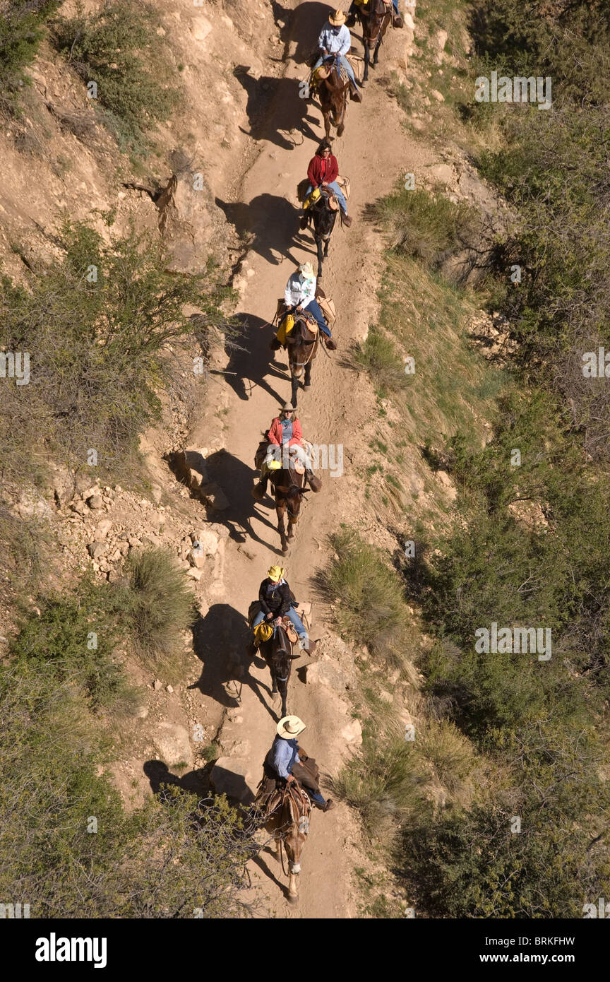 Arizona, Grand Canyon National Park, Bright Angel Trail, mule ride into ...