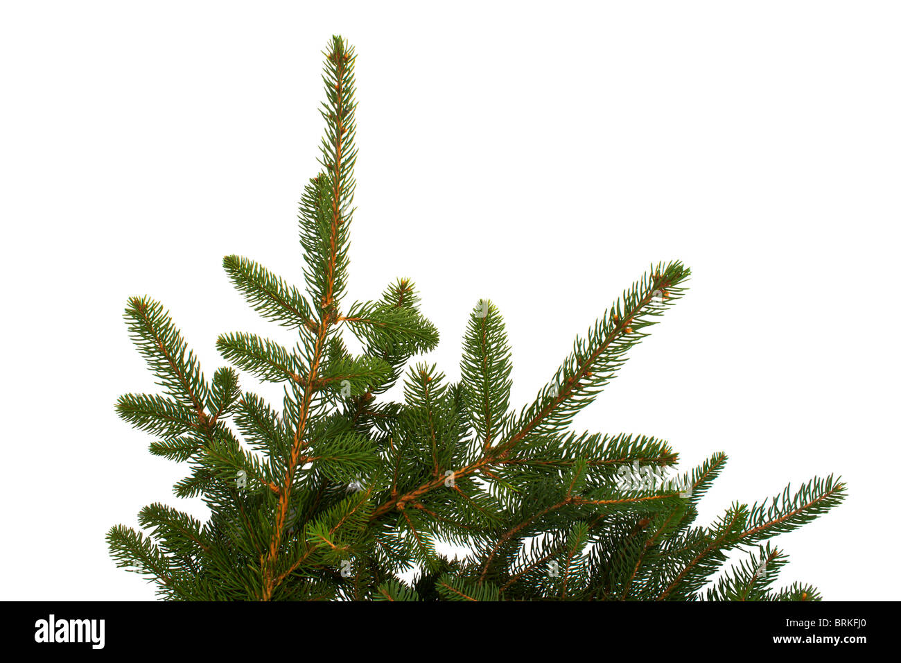 Pine trees cut outs hi-res stock photography and images - Alamy
