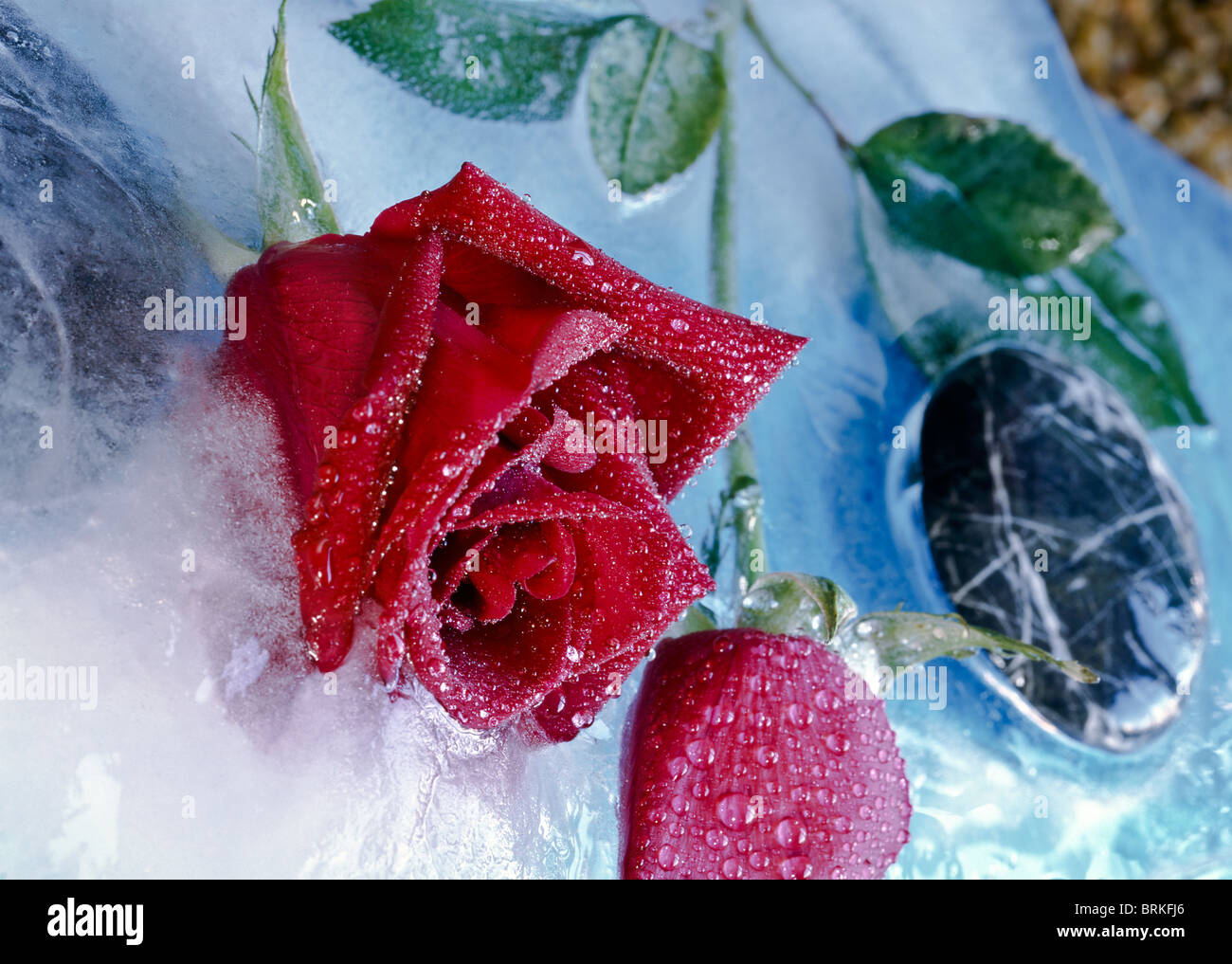Frozen roses hi-res stock photography and images - Alamy