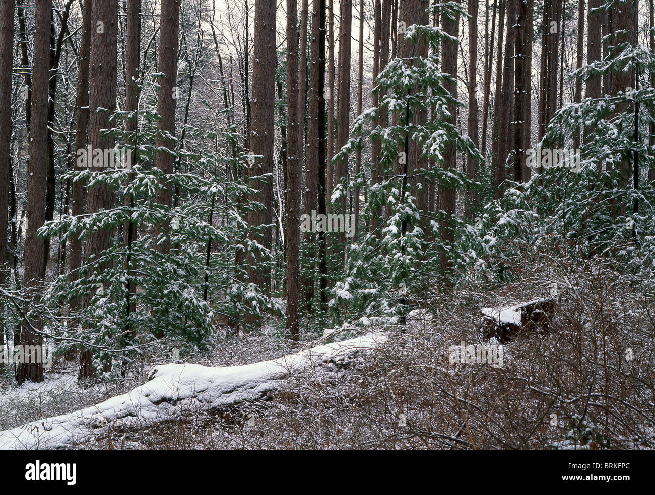 Forest after snow storm in Harriman State Park Stock Photo - Alamy