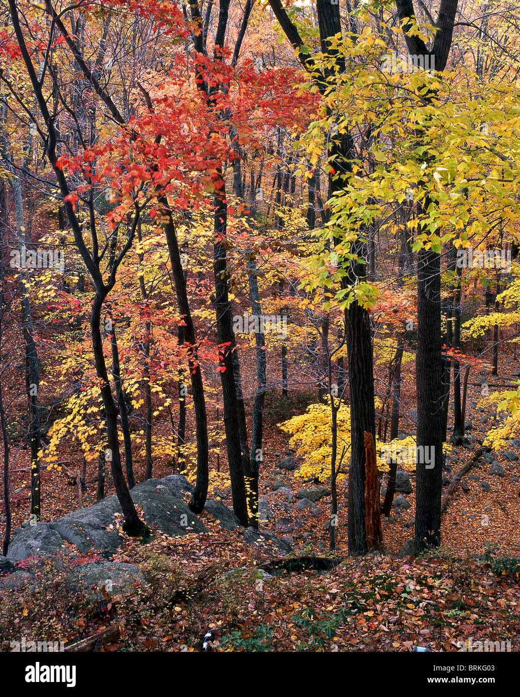 Fall foliage in the forest in late autumn Stock Photo - Alamy