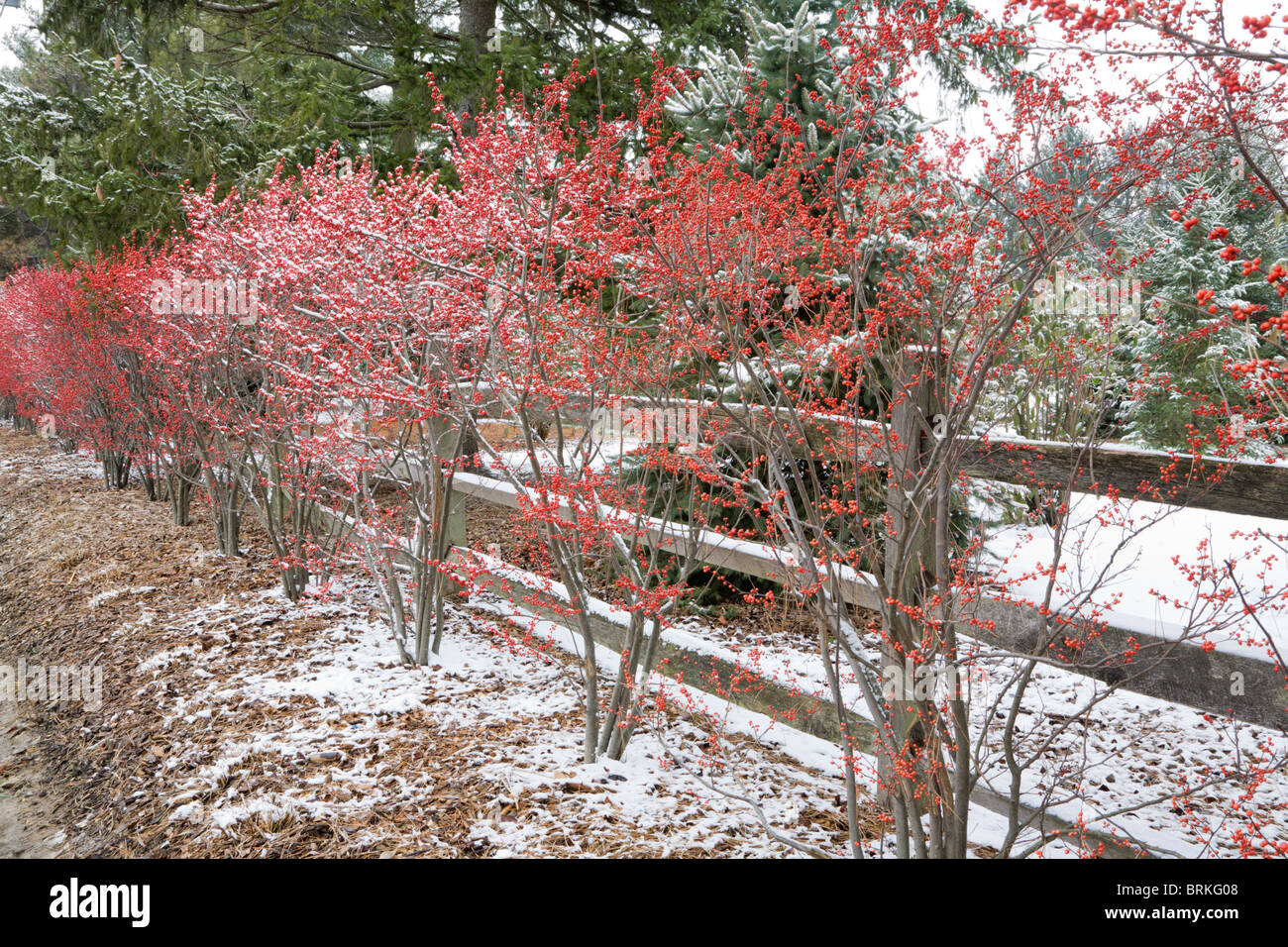 Hawthorn bushes hi-res stock photography and images - Alamy