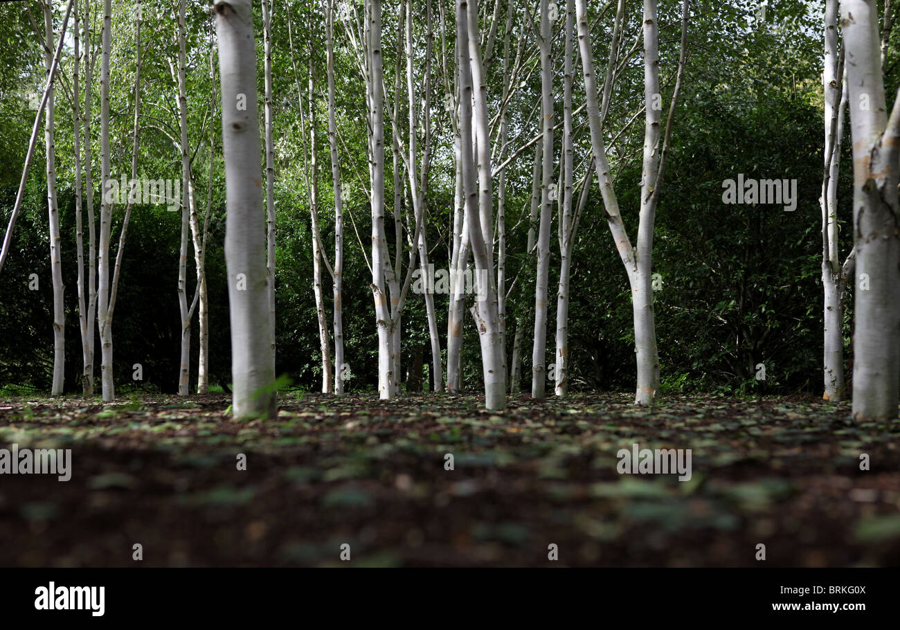 Silver birch trees in an English wood, photographed from the ground ...