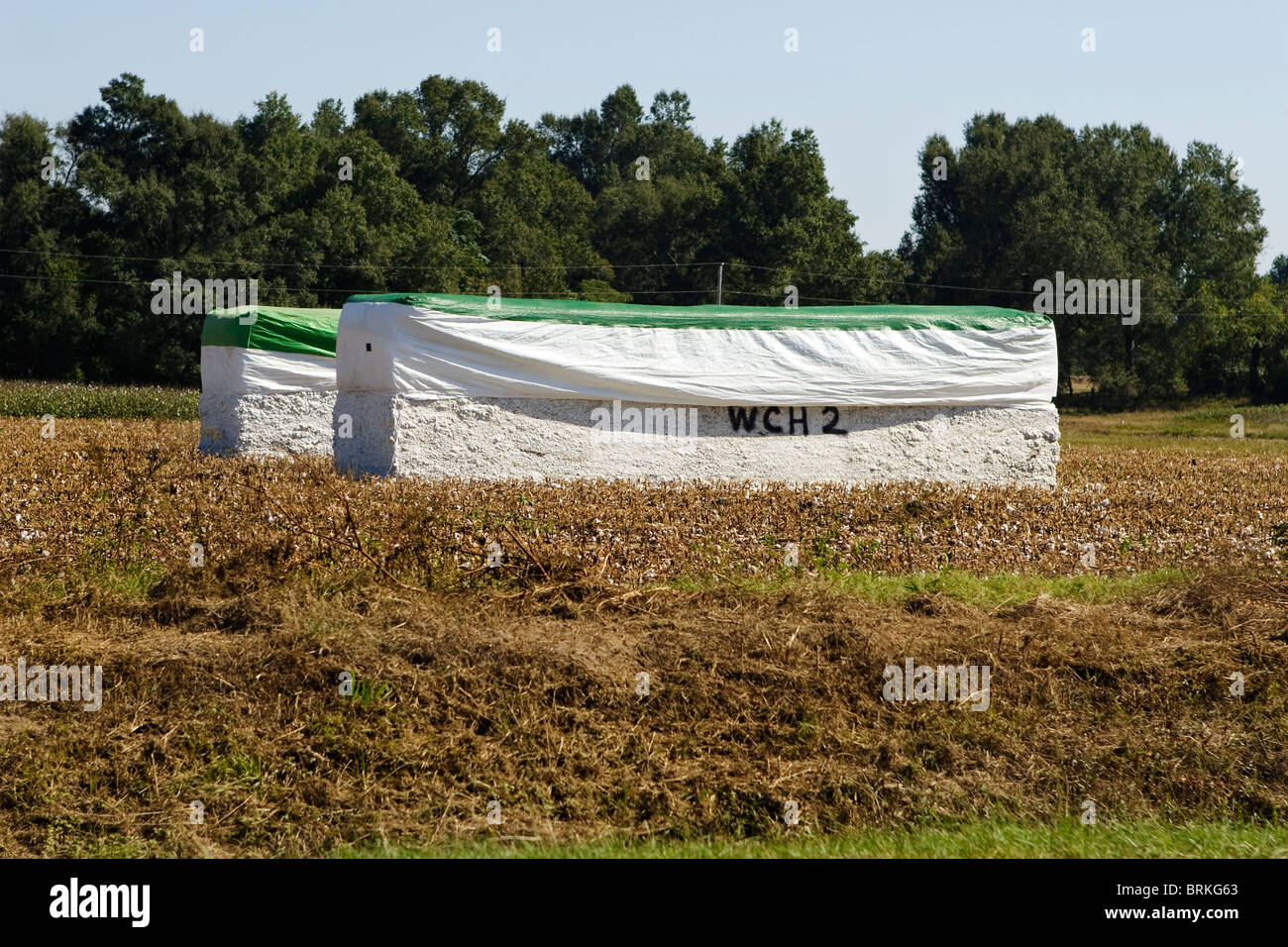 Two cotton modules await to be picked up to be taken to the cotton gin ...