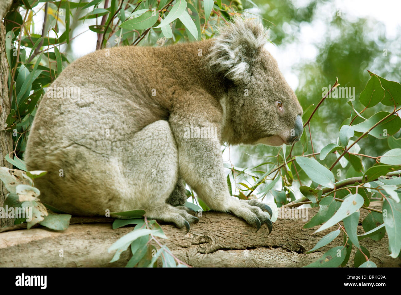 Female koala eating hi-res stock photography and images - Alamy