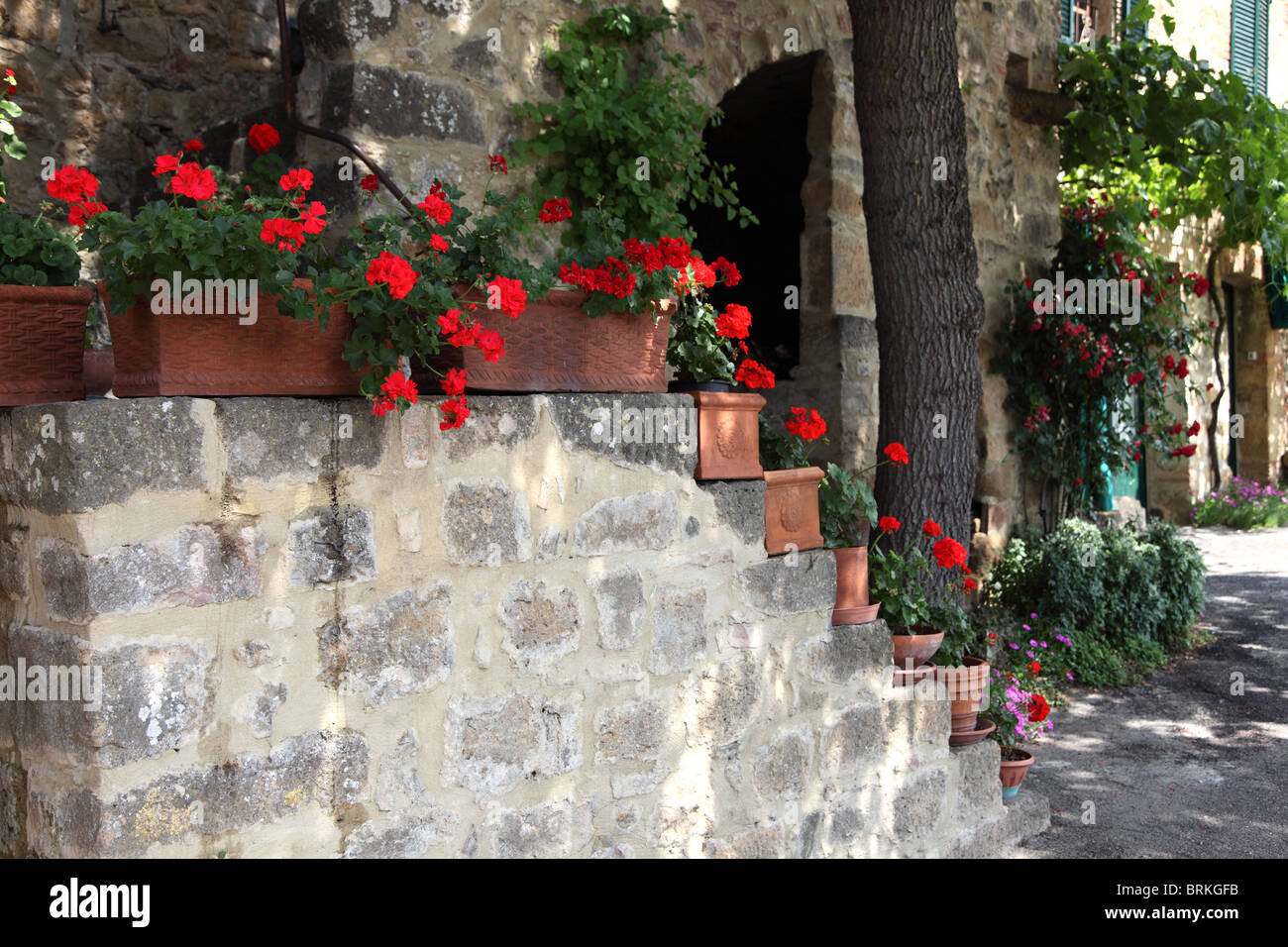 Geraniums in pots hi-res stock photography and images - Alamy