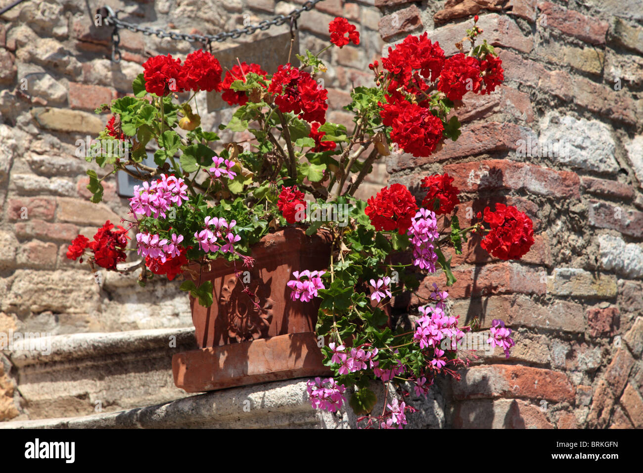 Geraniums in italy hi-res stock photography and images - Alamy