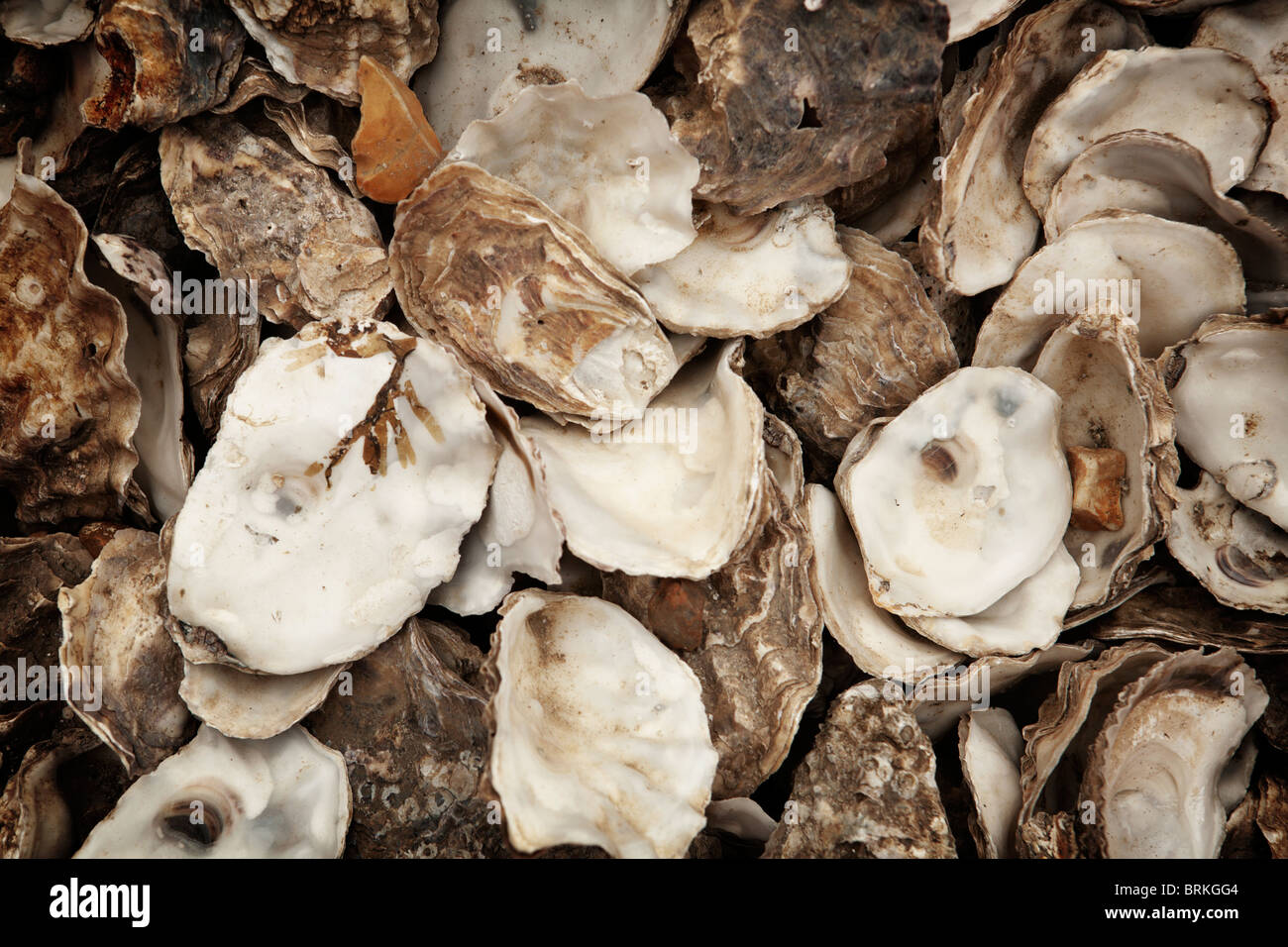 close up detail shot of oyster shell that have been eaten Stock Photo ...