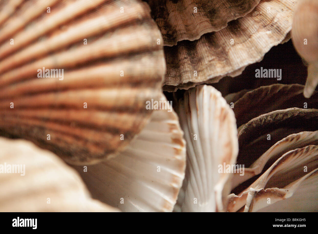 close up detail shot of oyster shell that have been eaten Stock Photo ...