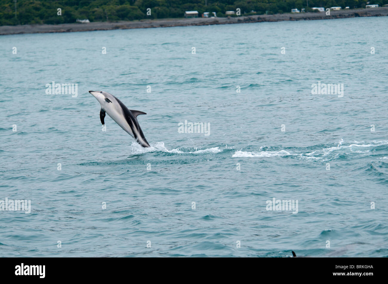 Dusky Dolphin Lagenorhynchus obscurus jumping in the Pacific Ocean near ...