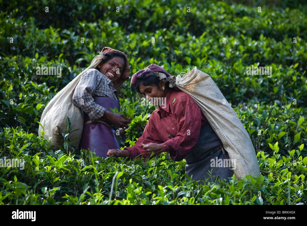 Tea pickers sri lanka hi-res stock photography and images - Alamy