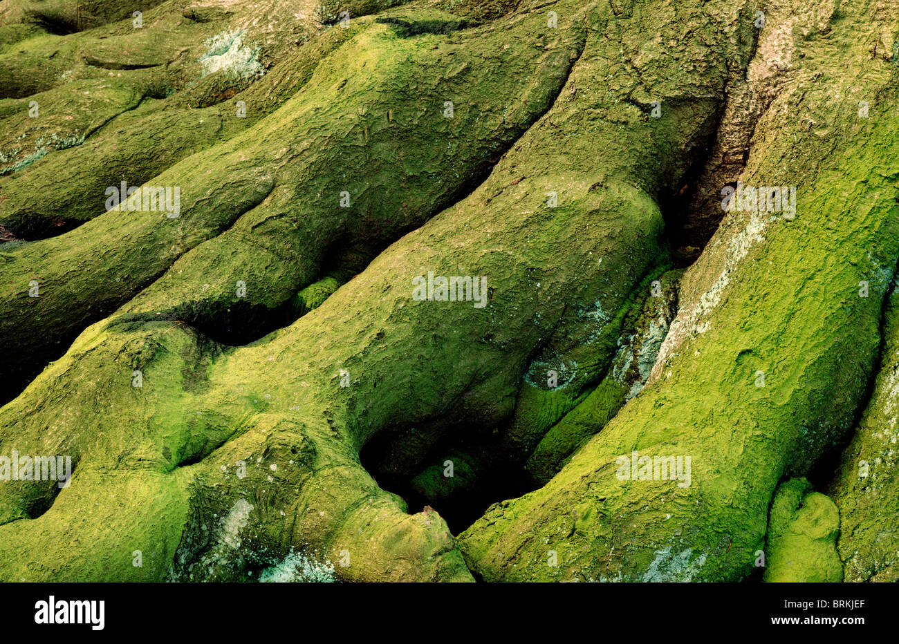 Tree stump roots Stock Photo - Alamy